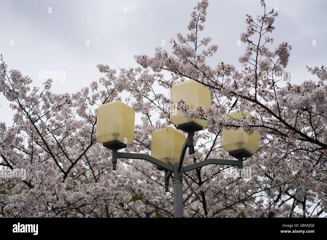 Cherry flowers was in full bloom in Siping Campus of Tonji University ...