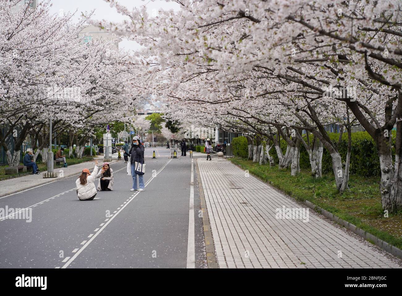 Cherry flowers was in full bloom in Siping Campus of Tonji University ...