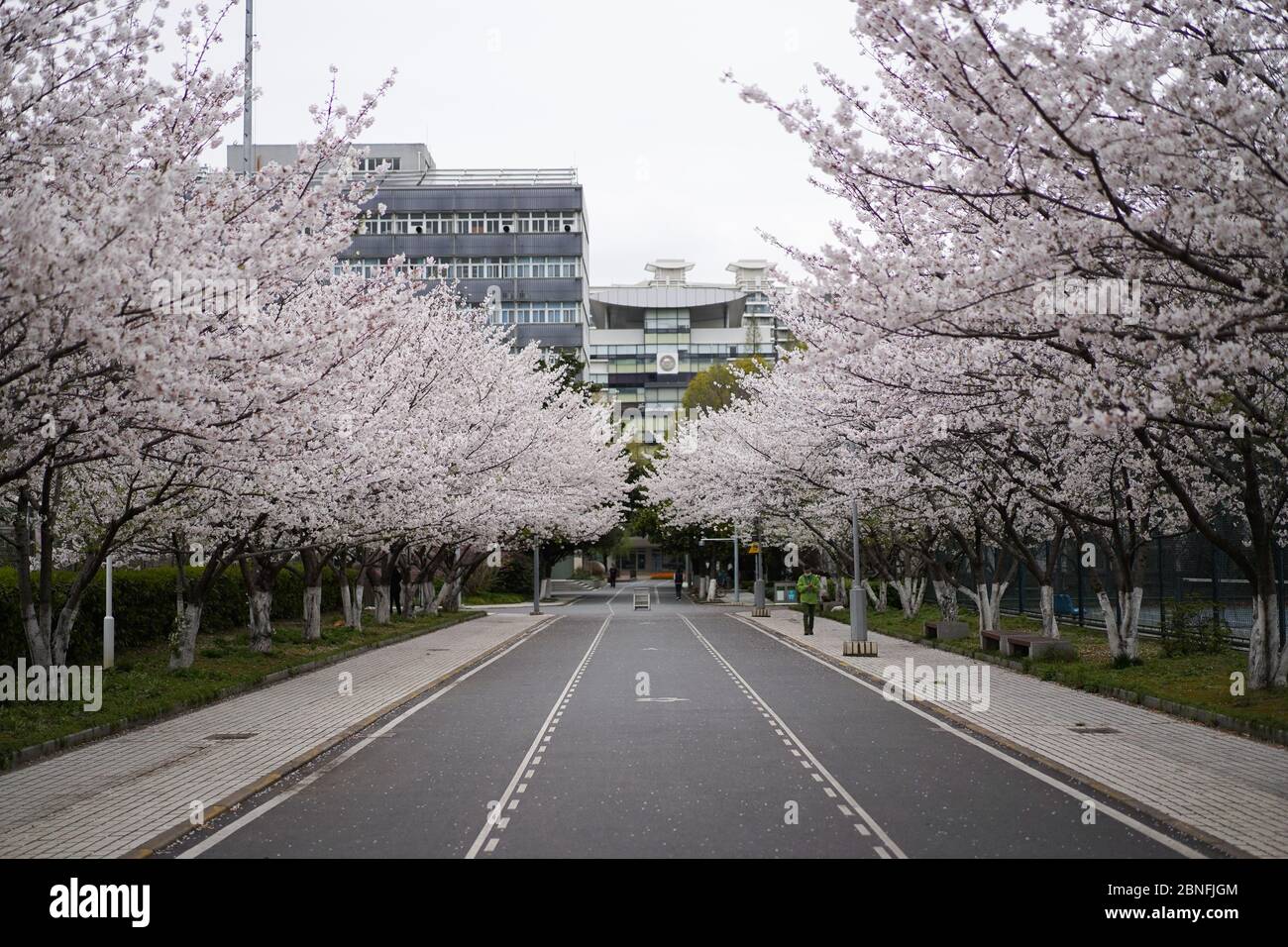 Cherry flowers was in full bloom in Siping Campus of Tonji University ...
