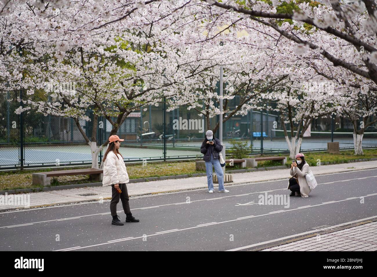Cherry flowers was in full bloom in Siping Campus of Tonji University ...