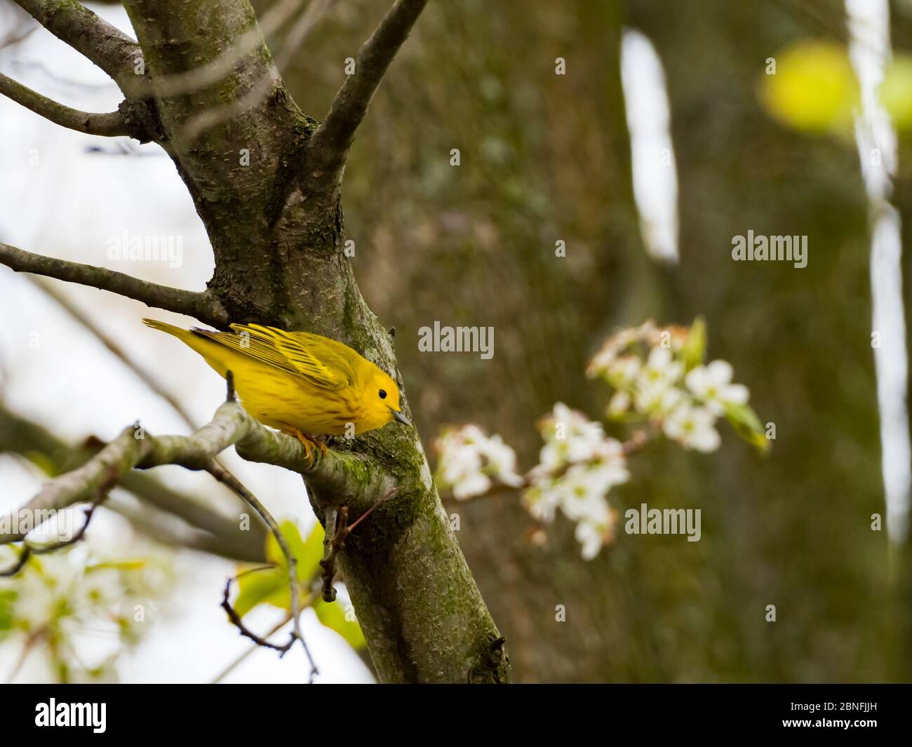 Yellow warbler, Setophaga petechia, a common new world warbler in the ...