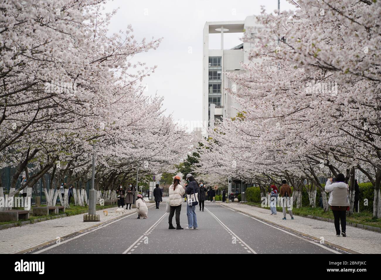 Cherry flowers was in full bloom in Siping Campus of Tonji University ...