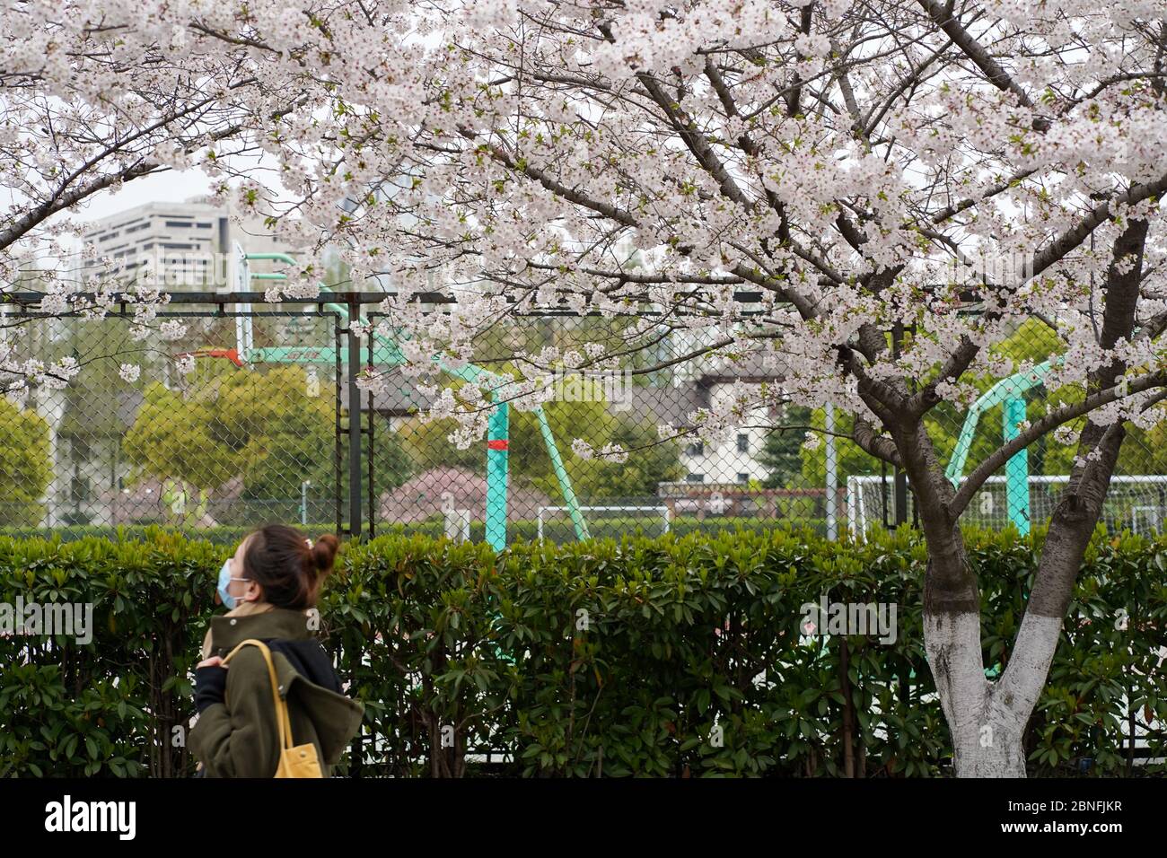 Cherry flowers was in full bloom in Siping Campus of Tonji University ...