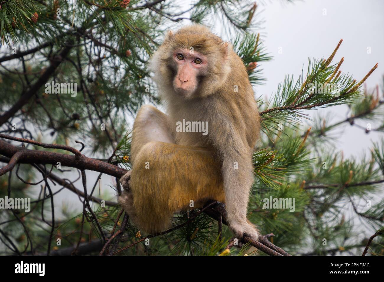 A wild monkey sits on a branch, interacting with tourists and showing ...