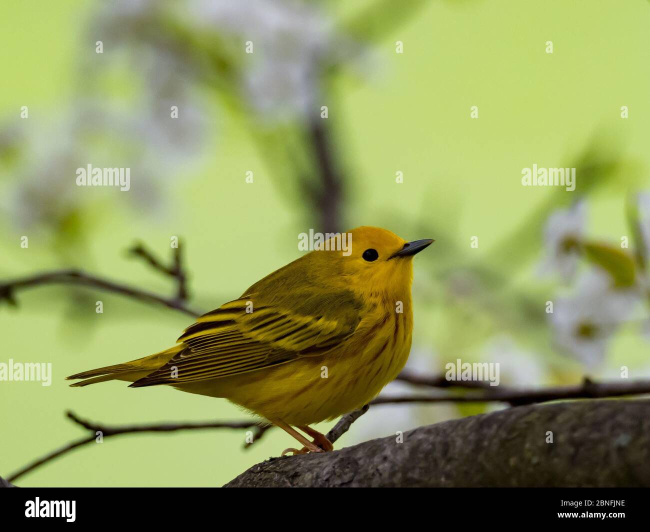 Yellow warbler, Setophaga petechia, a common new world warbler in the ...