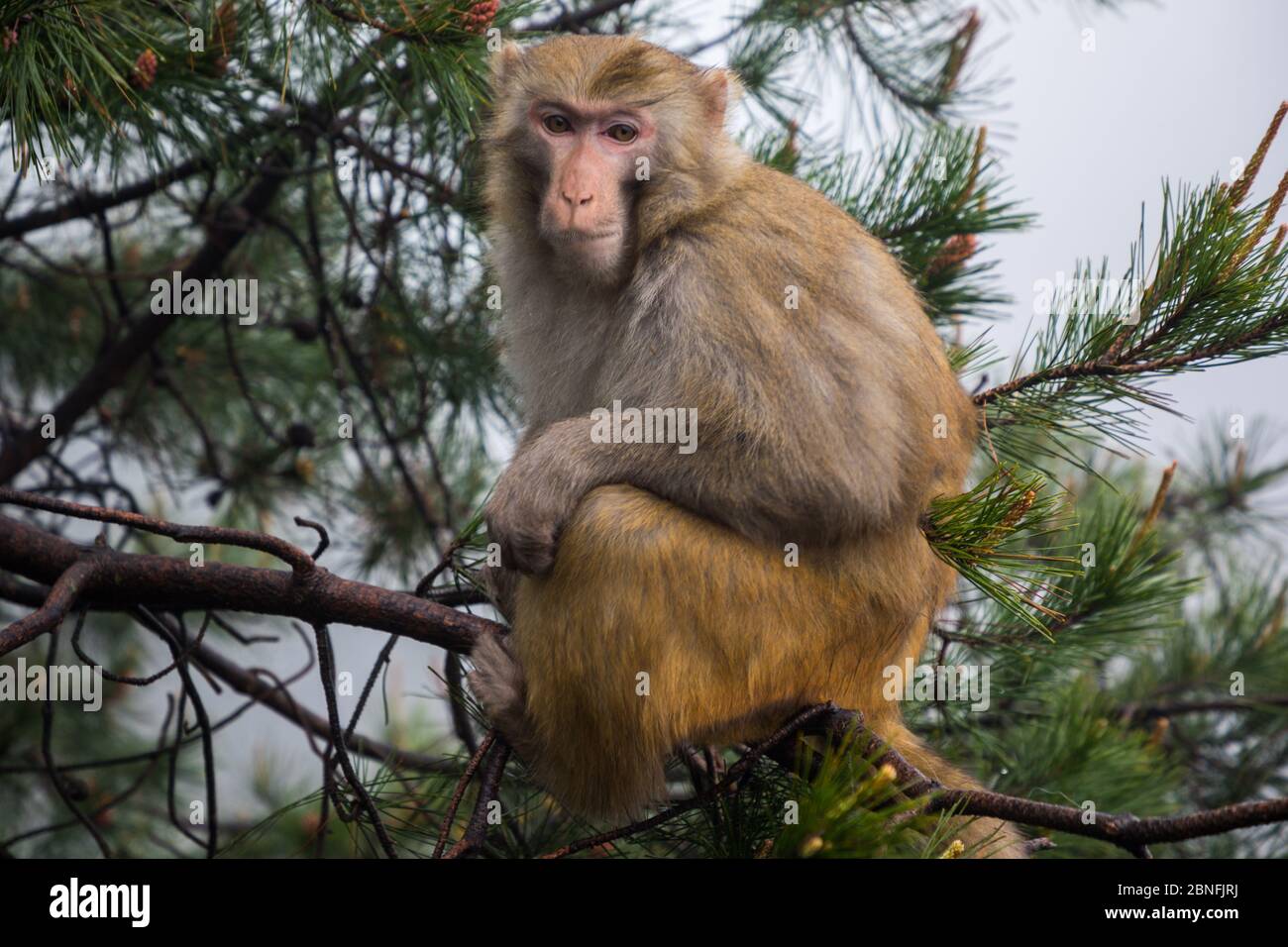 A wild monkey sits on a branch, interacting with tourists and showing ...