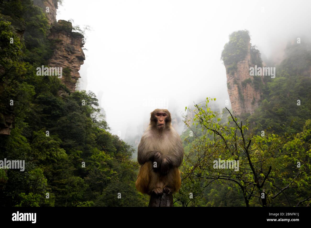 A wild monkey sits on a branch, interacting with tourists and showing ...