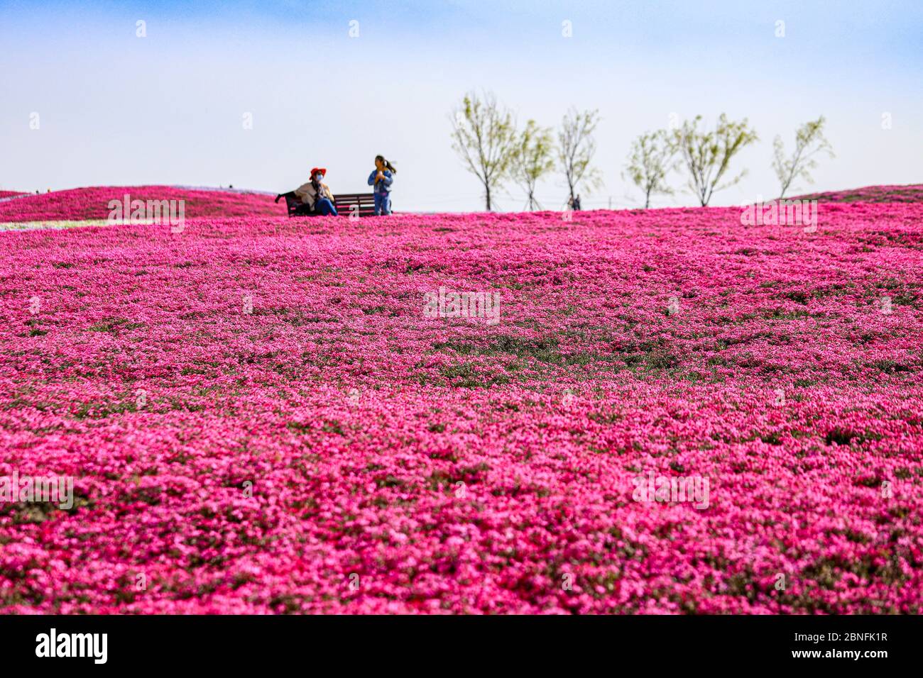 Acres of flowers are in full blooms in Huaxianzi eco tourism resort in ...