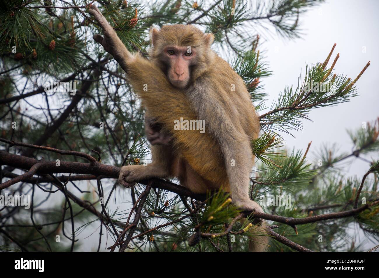 A wild monkey sits on a branch, interacting with tourists and showing ...