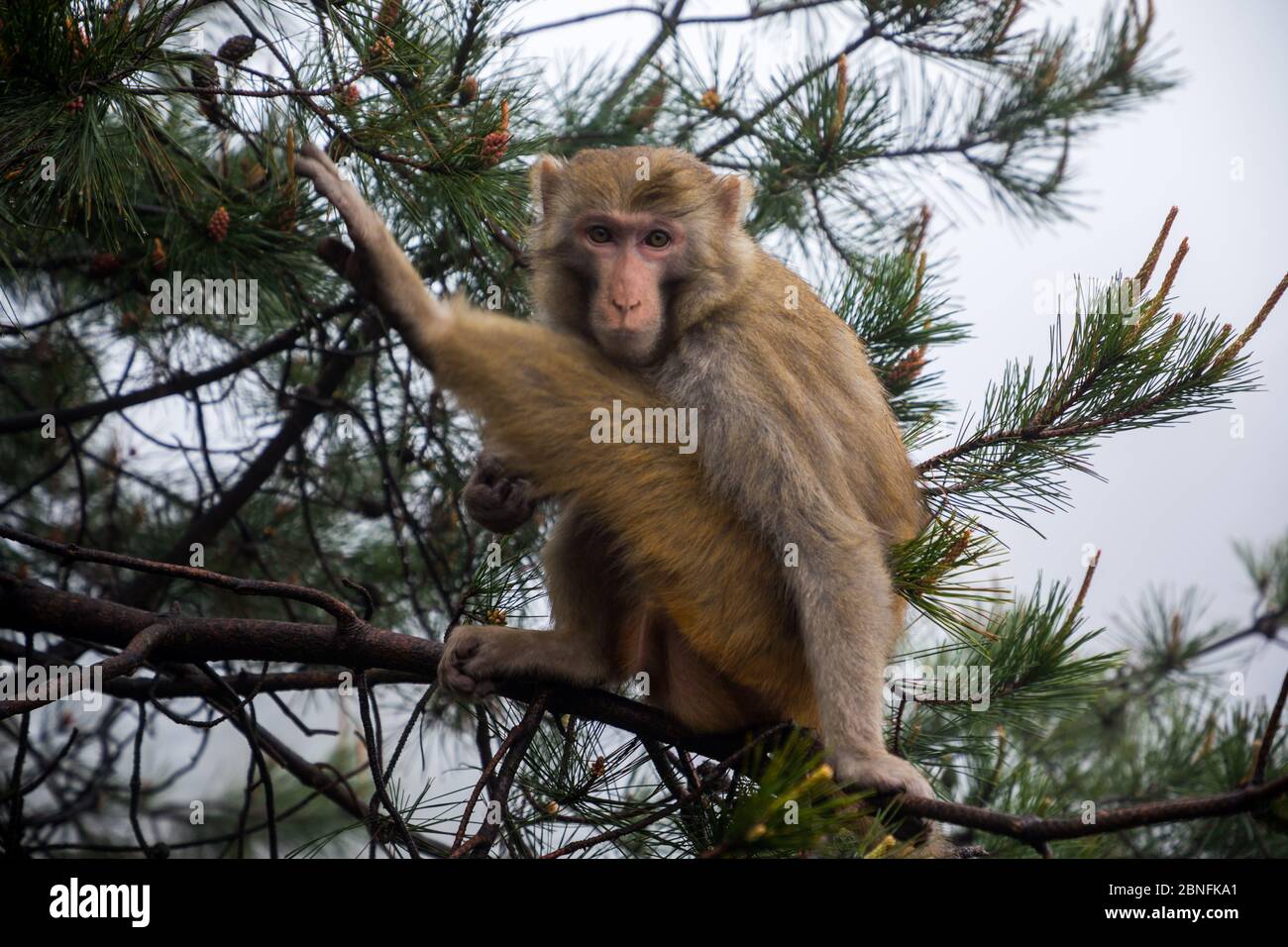 A wild monkey sits on a branch, interacting with tourists and showing ...
