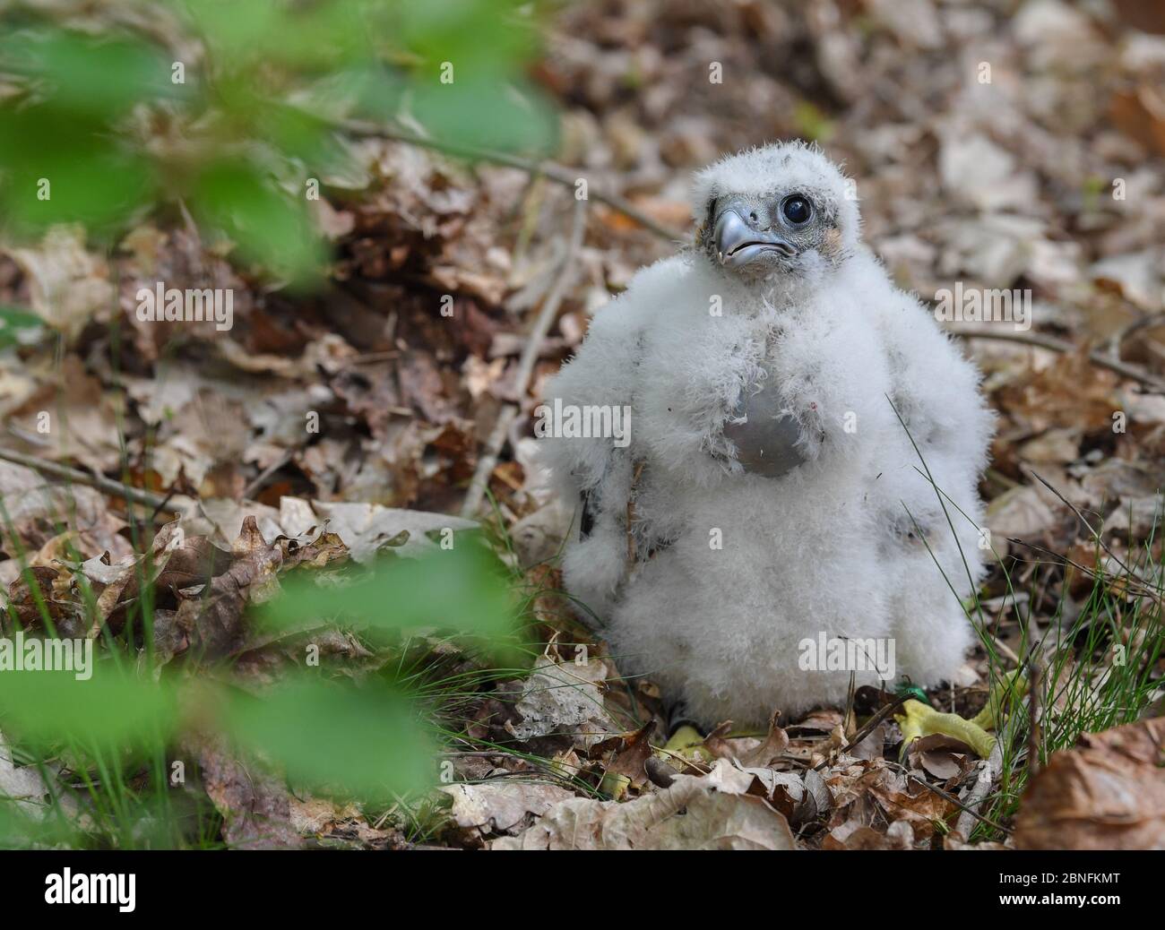 13 May 2020, Brandenburg, Sauen: A young peregrine falcon (Falco ...