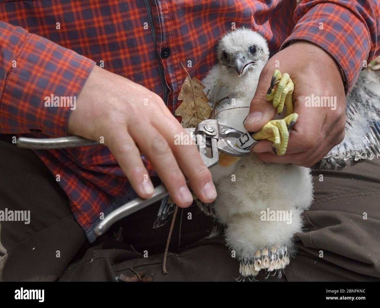 A young peregrine falcon hi-res stock photography and images - Alamy