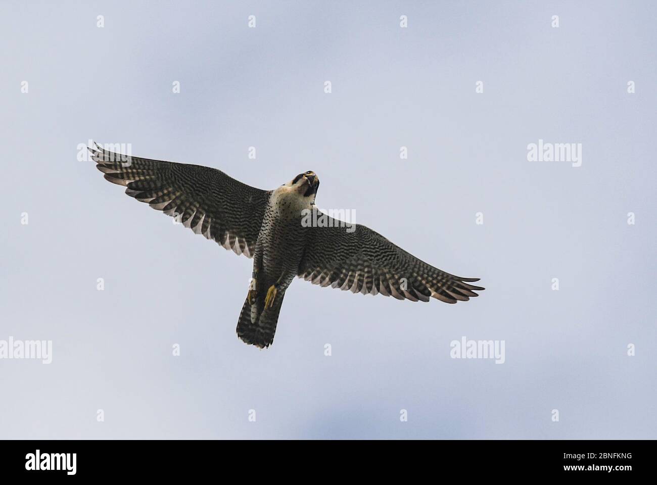 Peregrine falcon in tree hi-res stock photography and images - Alamy