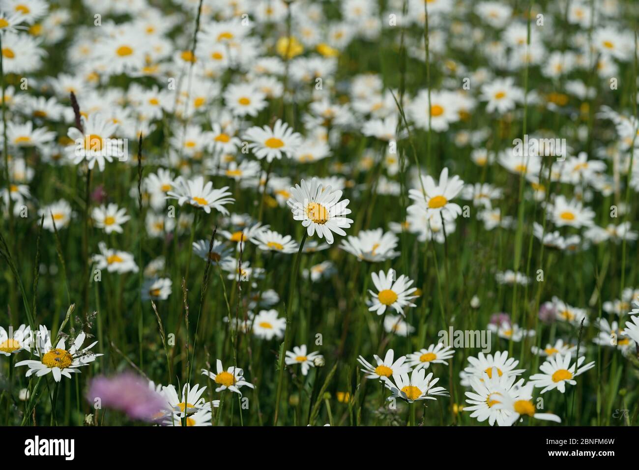 Flowerfield hi-res stock photography and images - Alamy