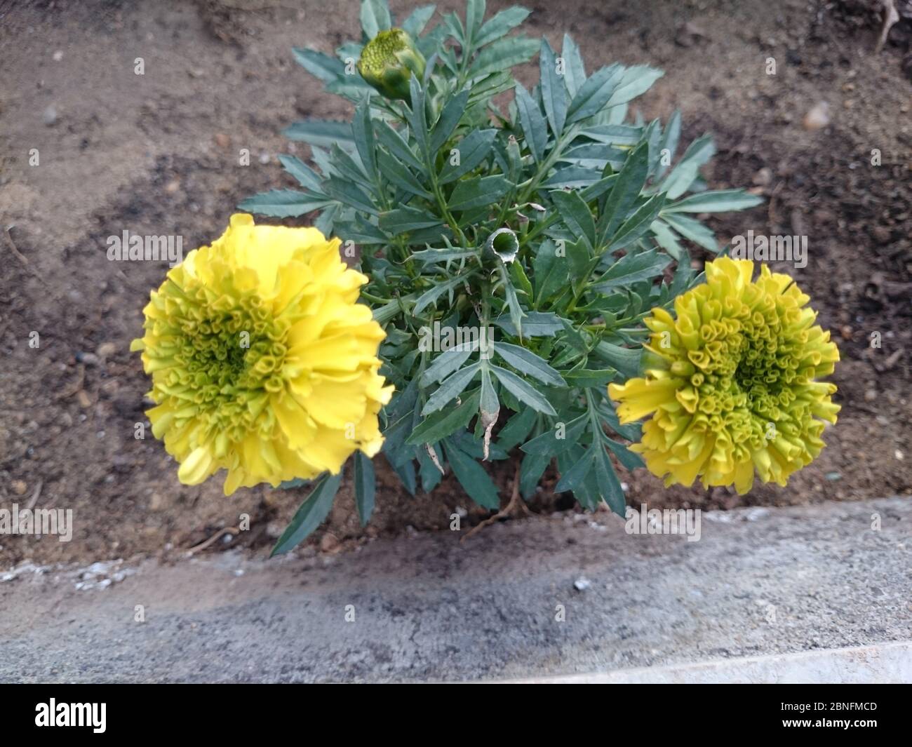 Yellow tagetes patula flowers in the garden Stock Photo - Alamy