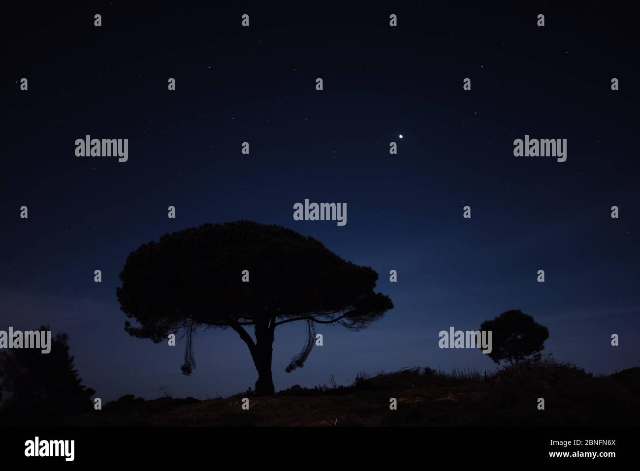 Mesmerizing scene of a big tree at starry night Stock Photo - Alamy