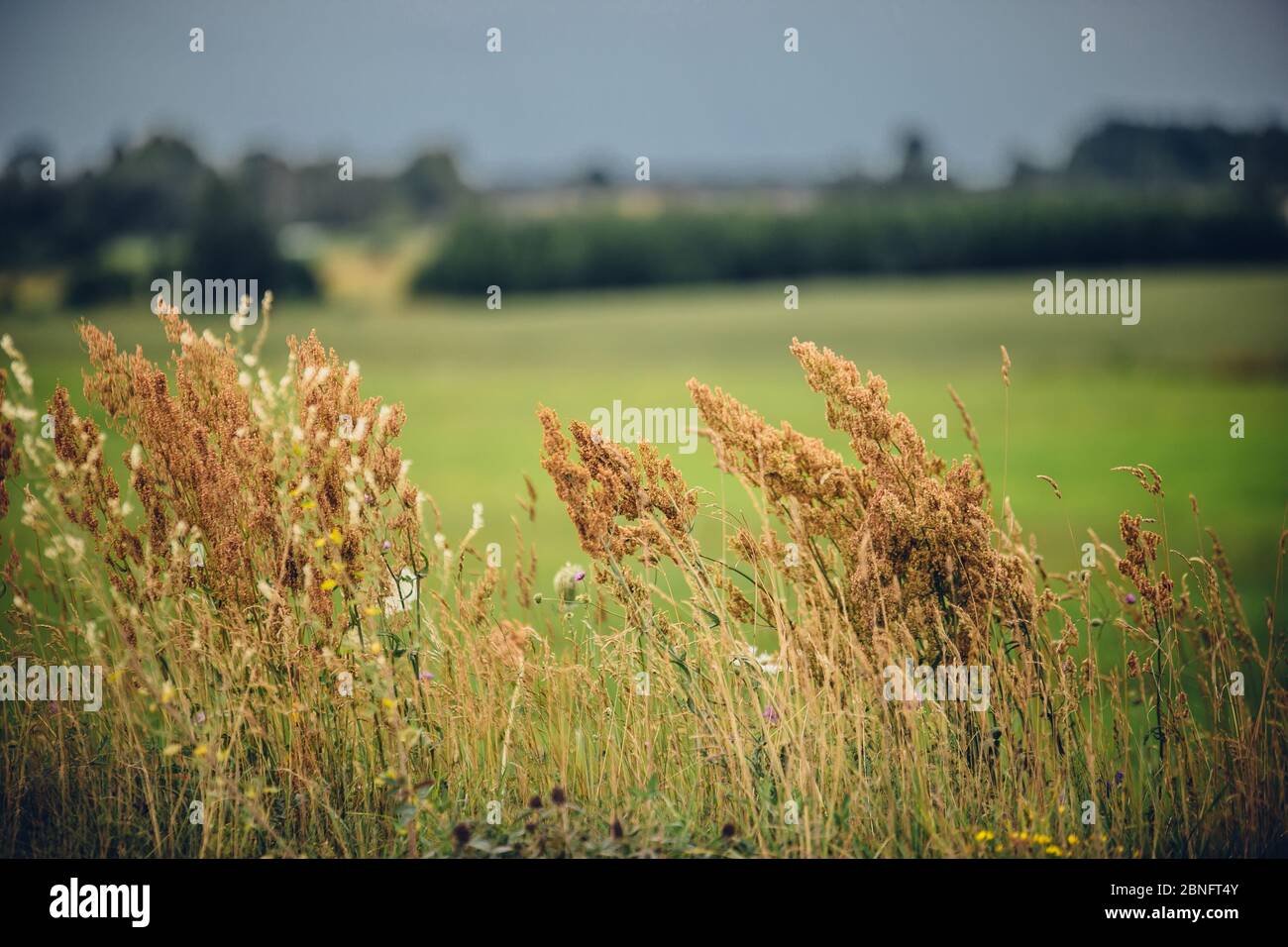 Silver spike grass hi-res stock photography and images - Alamy
