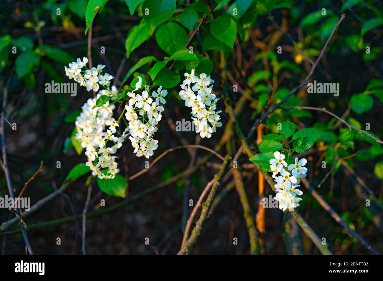 Czeremcha hi-res stock photography and images - Alamy