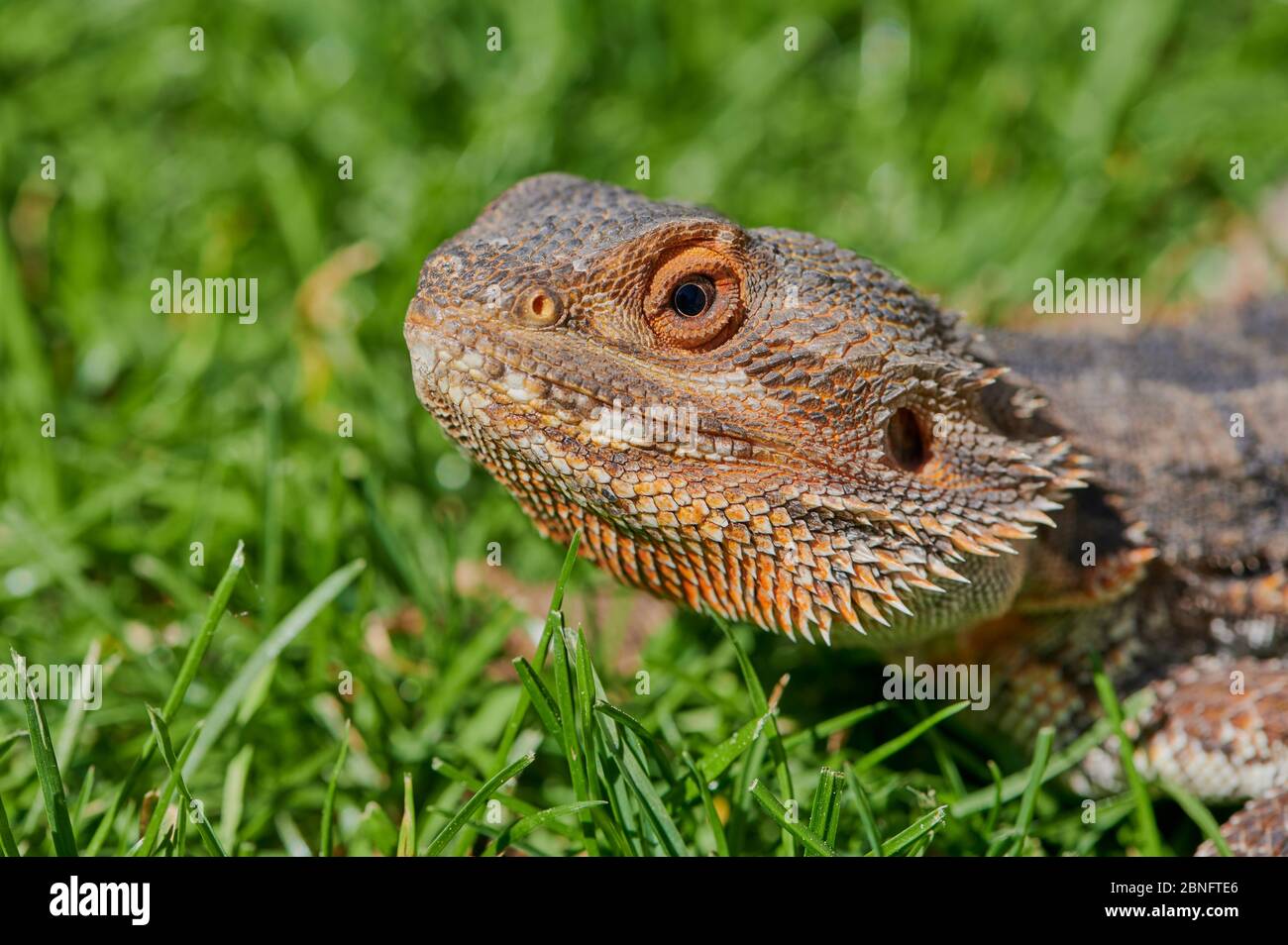 Bearded dragon photo hi-res stock photography and images - Alamy