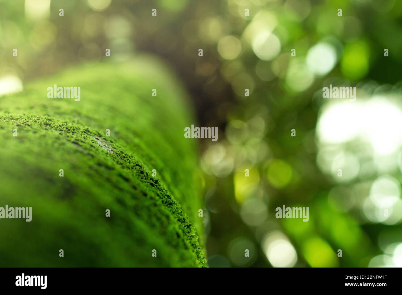 Native bush scene, New Zealand Stock Photo - Alamy