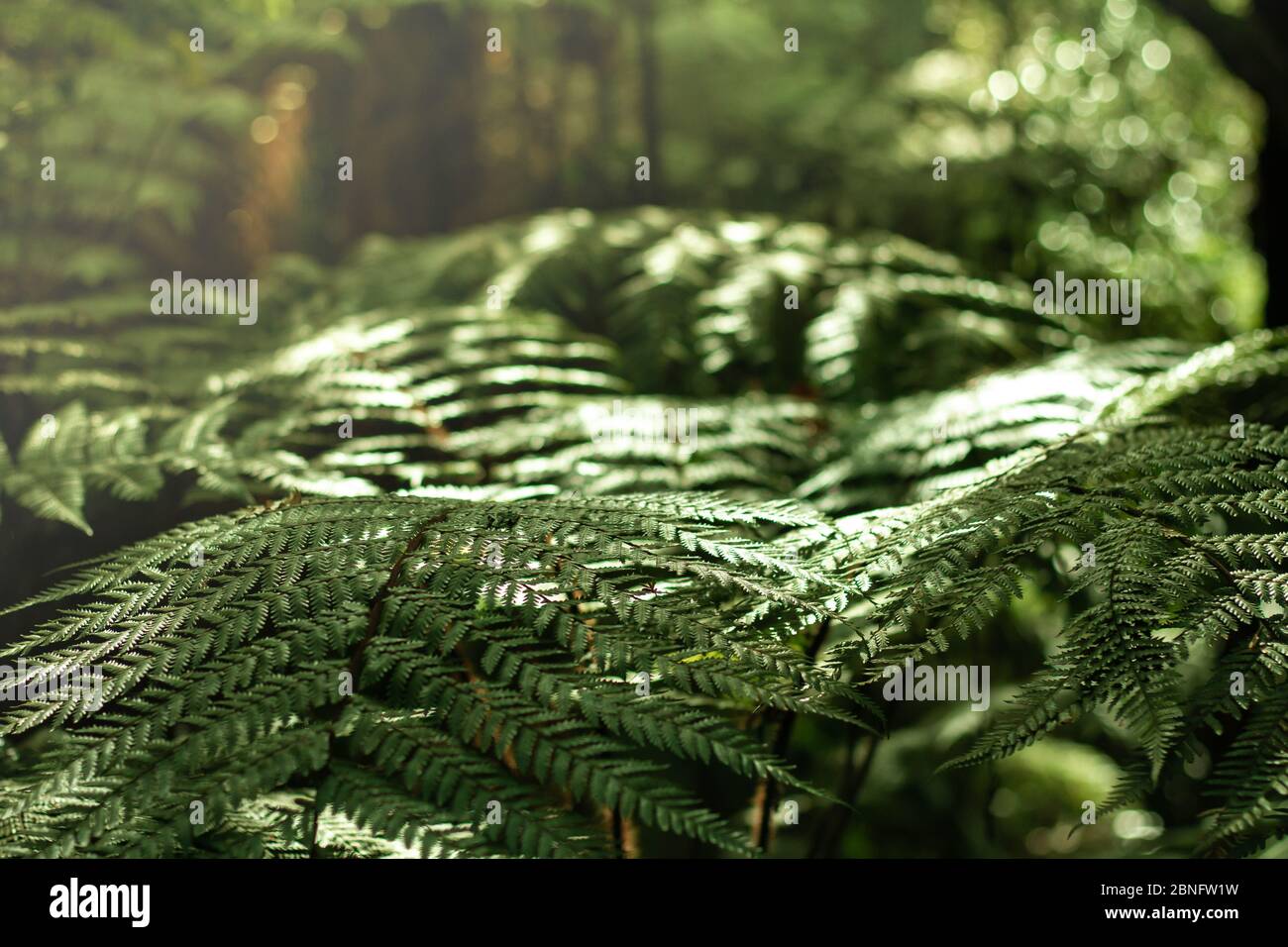 Native bush scene, New Zealand Stock Photo - Alamy