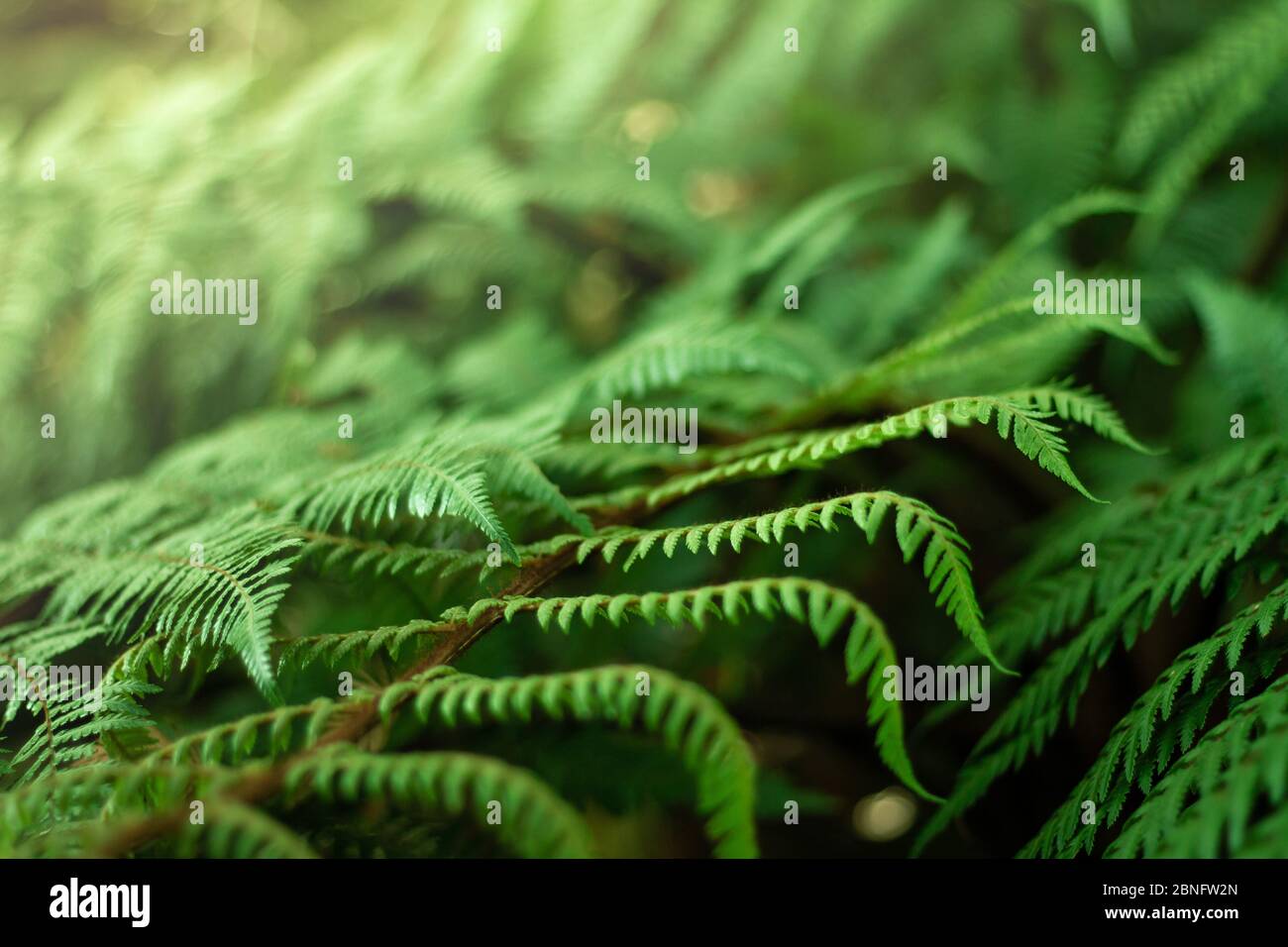 Native bush scene, New Zealand Stock Photo - Alamy