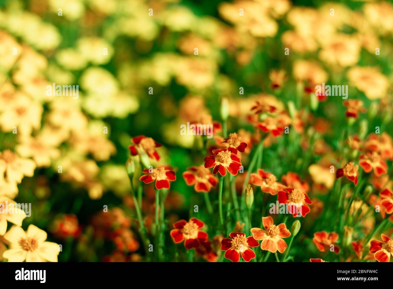 Raw flowers hi-res stock photography and images - Alamy
