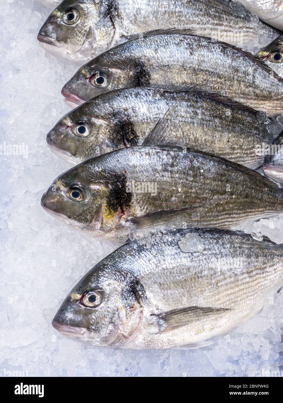 Close Up of fresh sea bream in a supermarket refrigerated display case ...