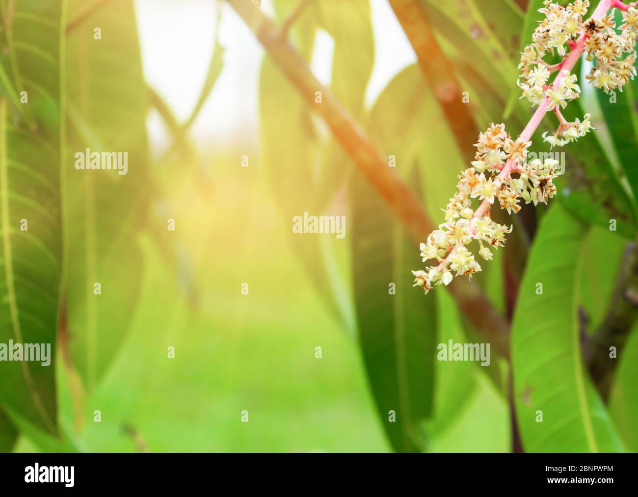 Full of mango bud hi-res stock photography and images - Alamy