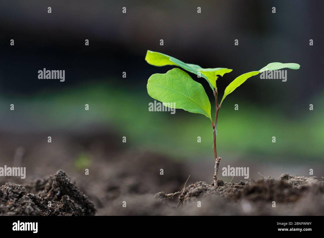 Oak sapling hi-res stock photography and images - Alamy
