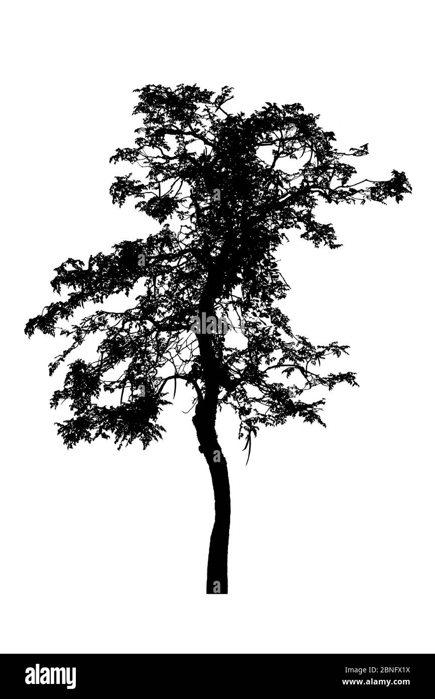 tree silhouettes beautiful isolated on white background Stock Photo - Alamy