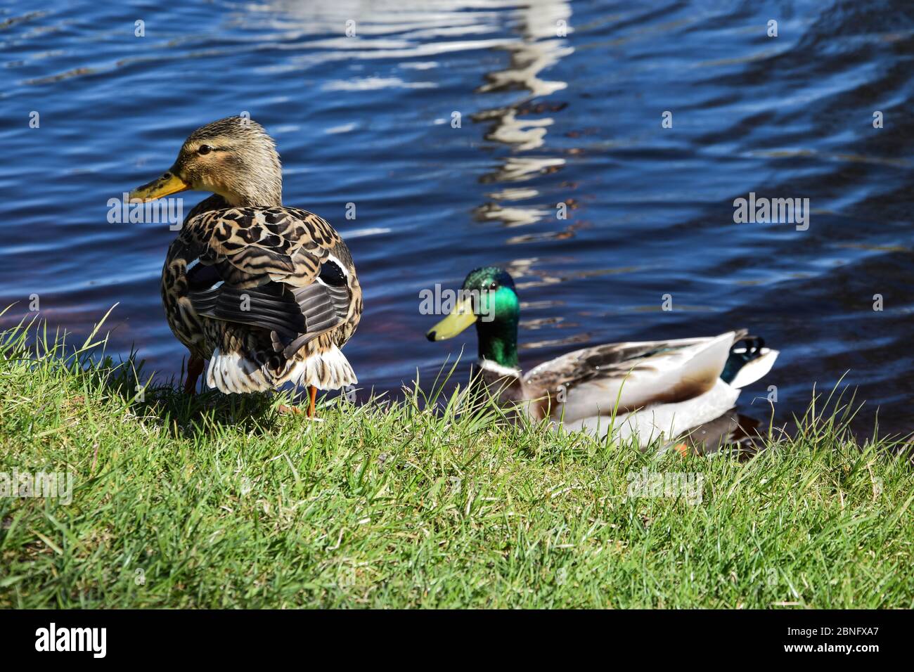 Zoo animals different together hi-res stock photography and images - Alamy