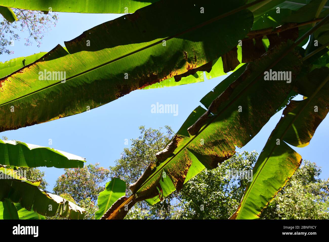 Banana Disease High Resolution Stock Photography and Images - Alamy