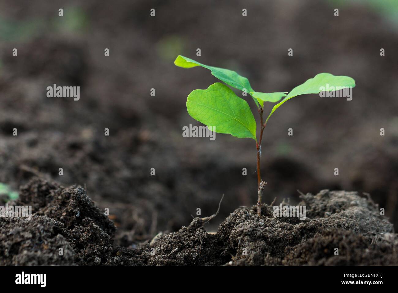 Small oak plant isolated on the dark soil Stock Photo - Alamy