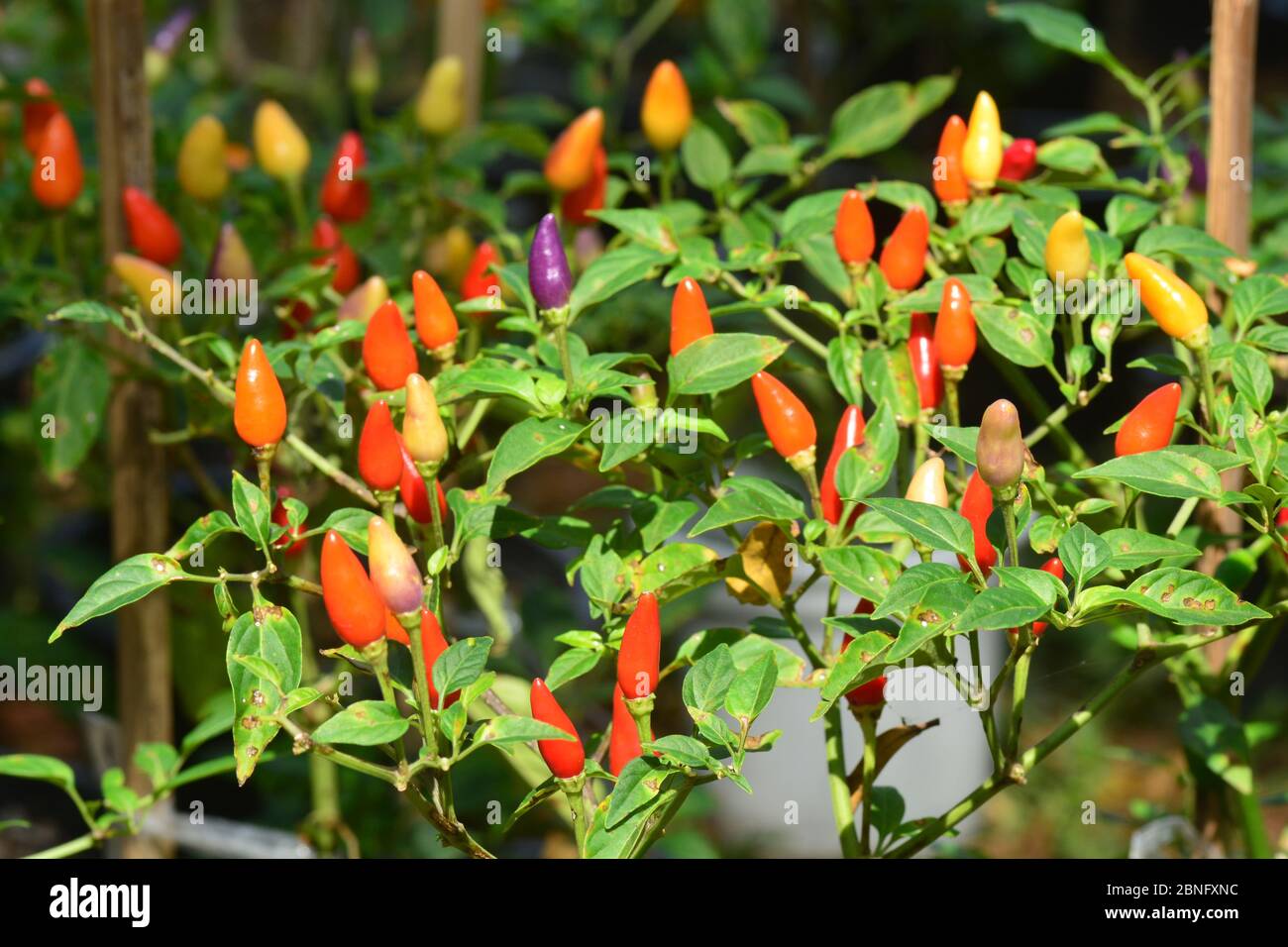 Birds chilli seed hi-res stock photography and images - Alamy