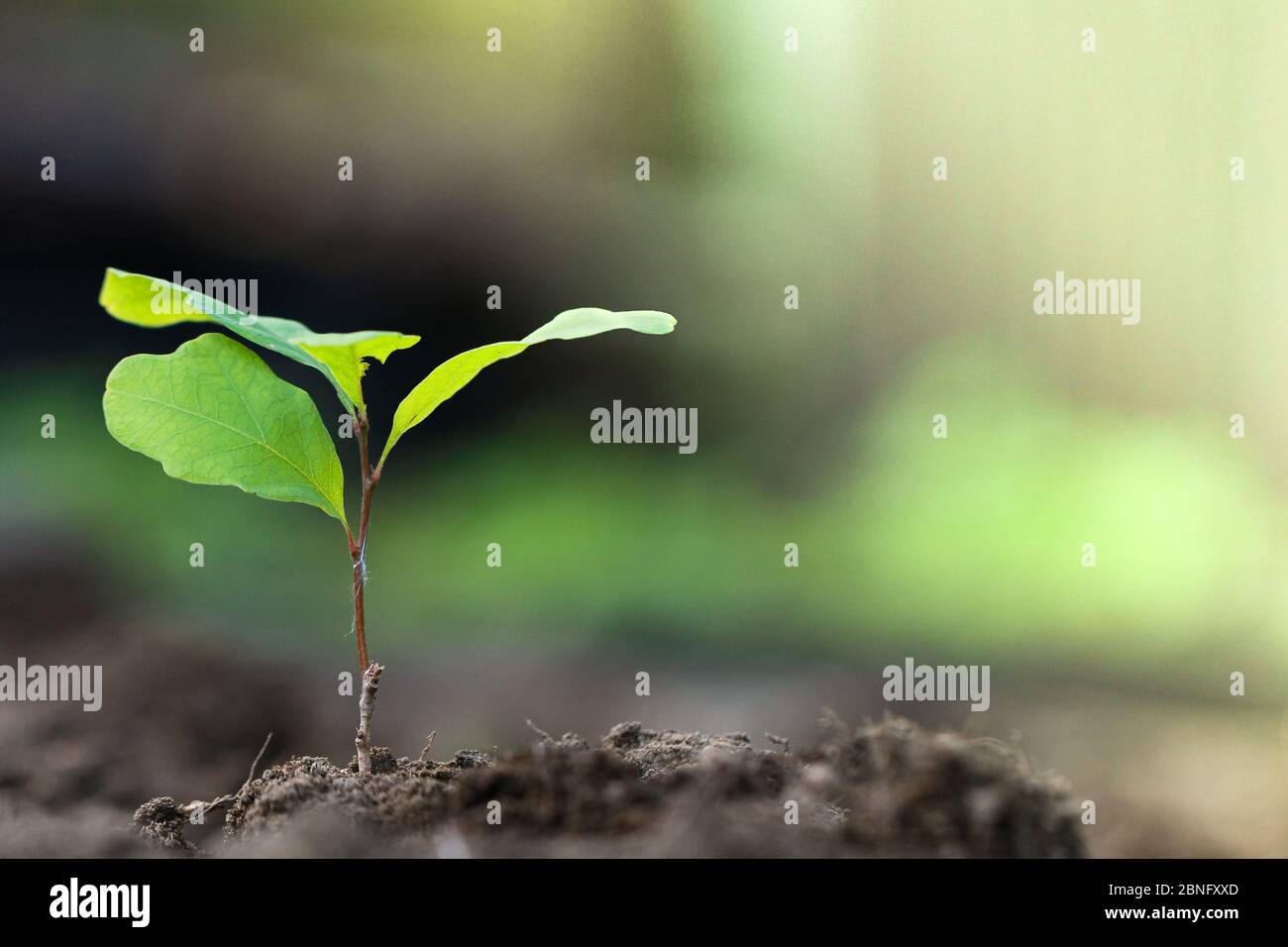 Oak sapling hi-res stock photography and images - Alamy