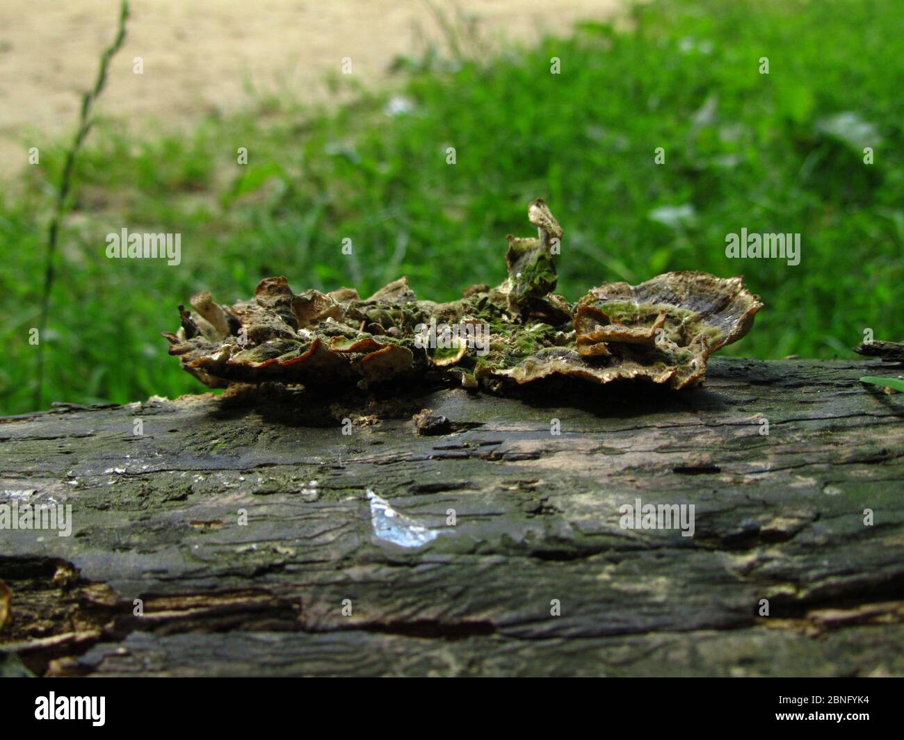 Funghi flower hi-res stock photography and images - Alamy