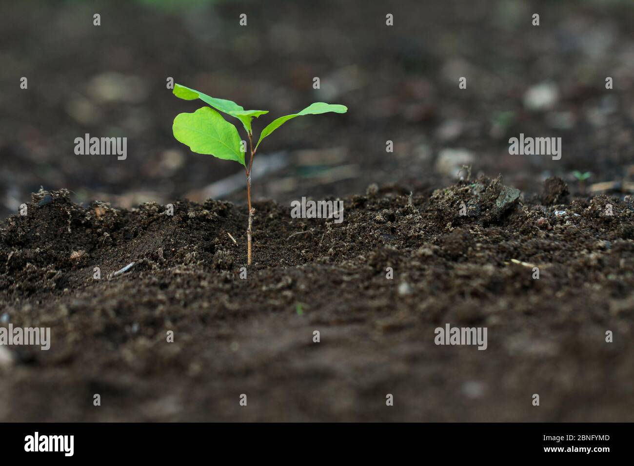 Small oak plant isolated on the dark soil Stock Photo - Alamy
