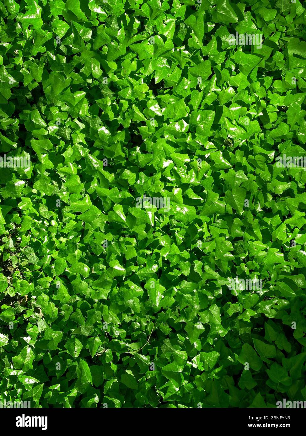 Vines plant texture hi-res stock photography and images - Alamy
