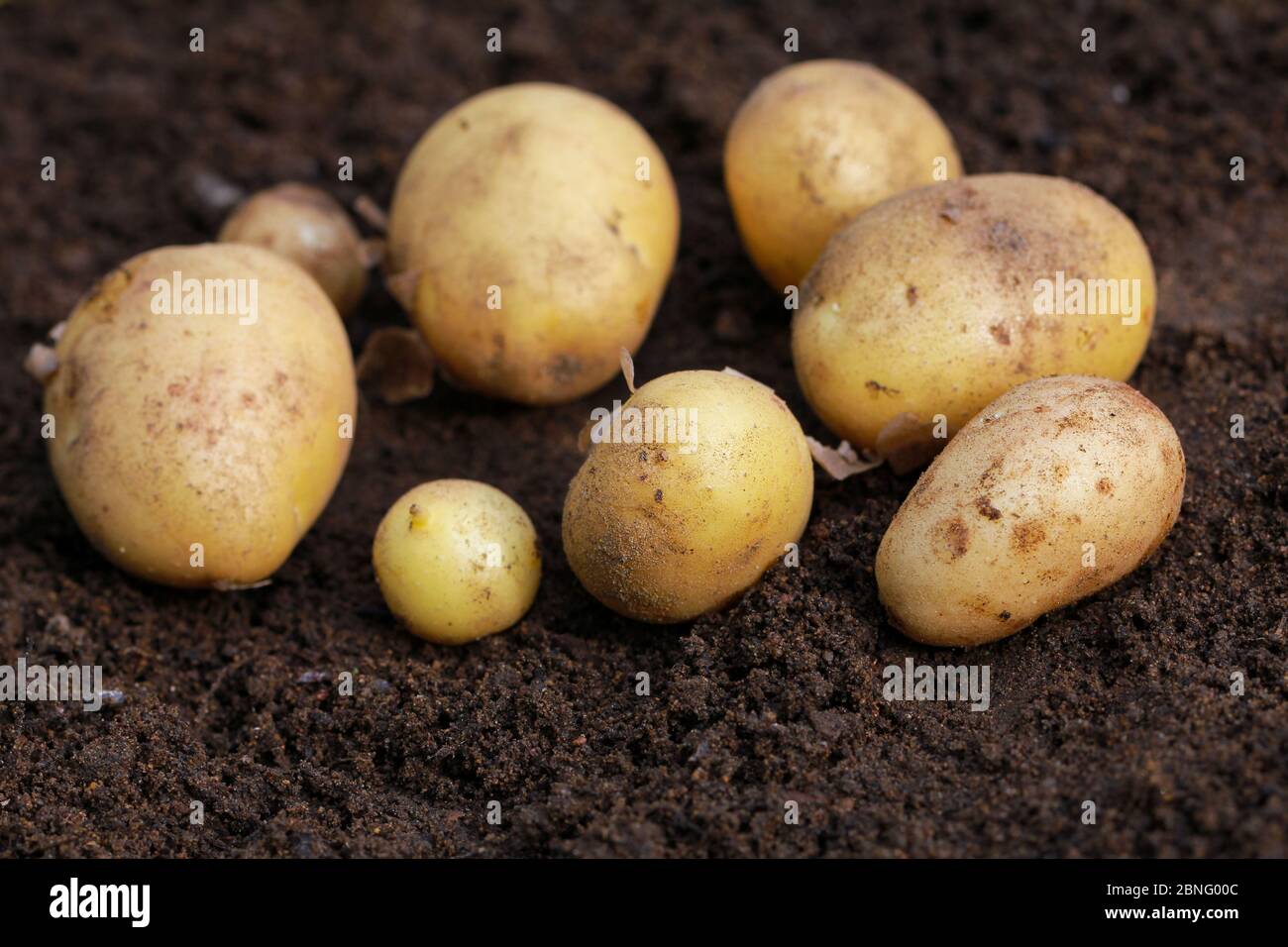 Ground potato hi-res stock photography and images - Alamy
