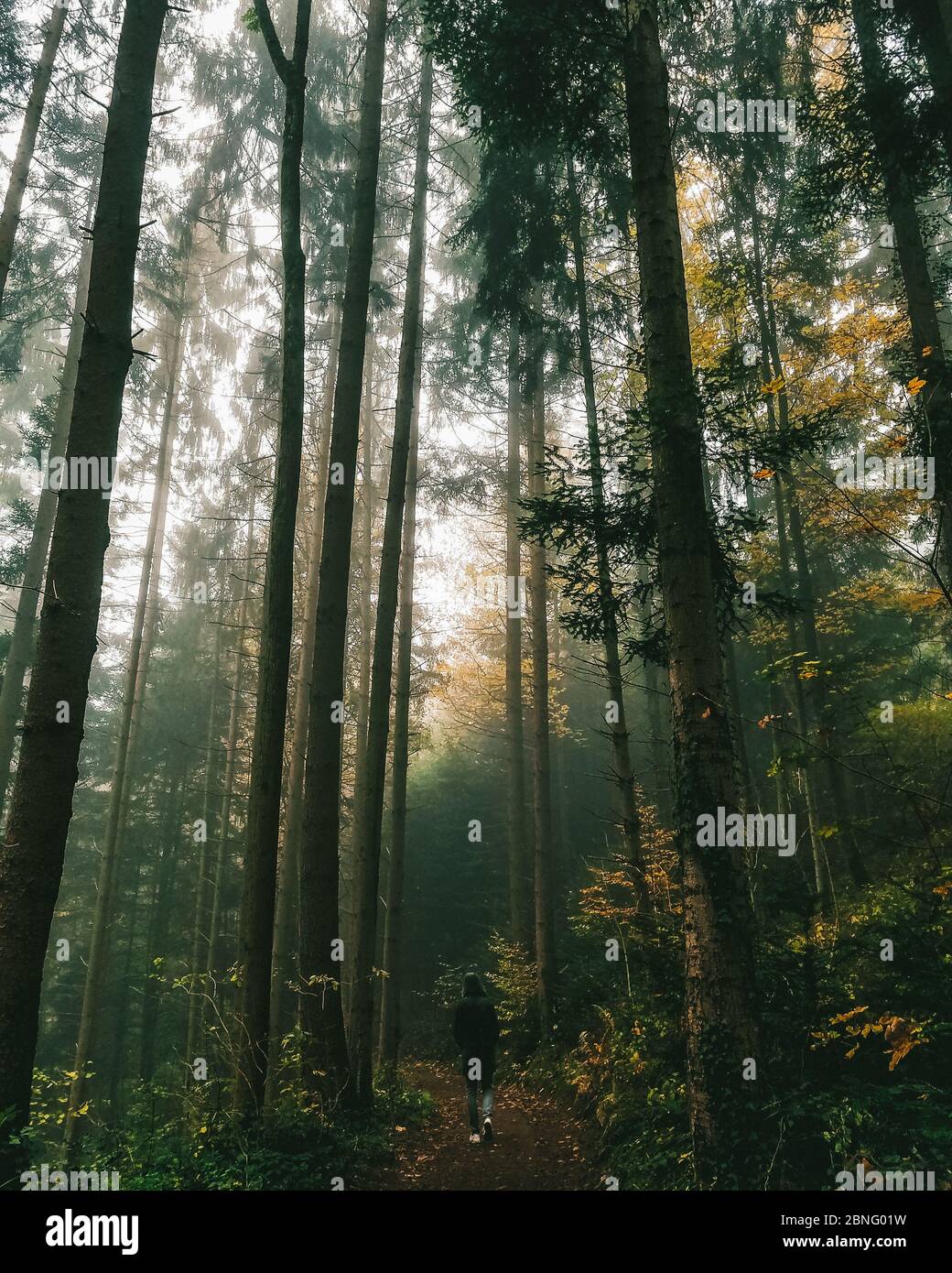 Person walking through the Black Forest in Germany Stock Photo - Alamy