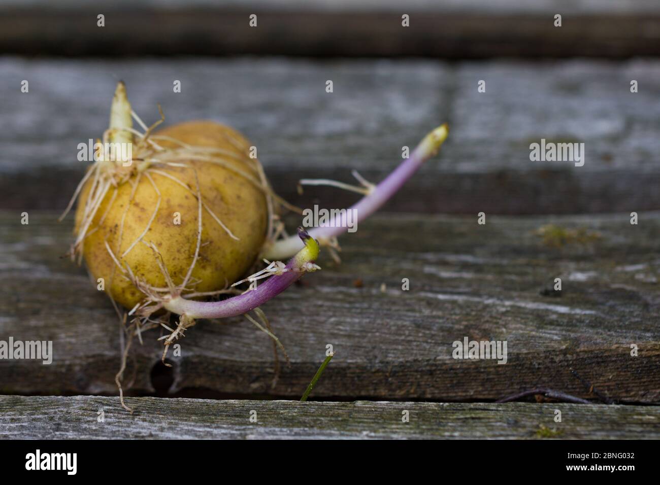 Potato sprout hi-res stock photography and images - Alamy