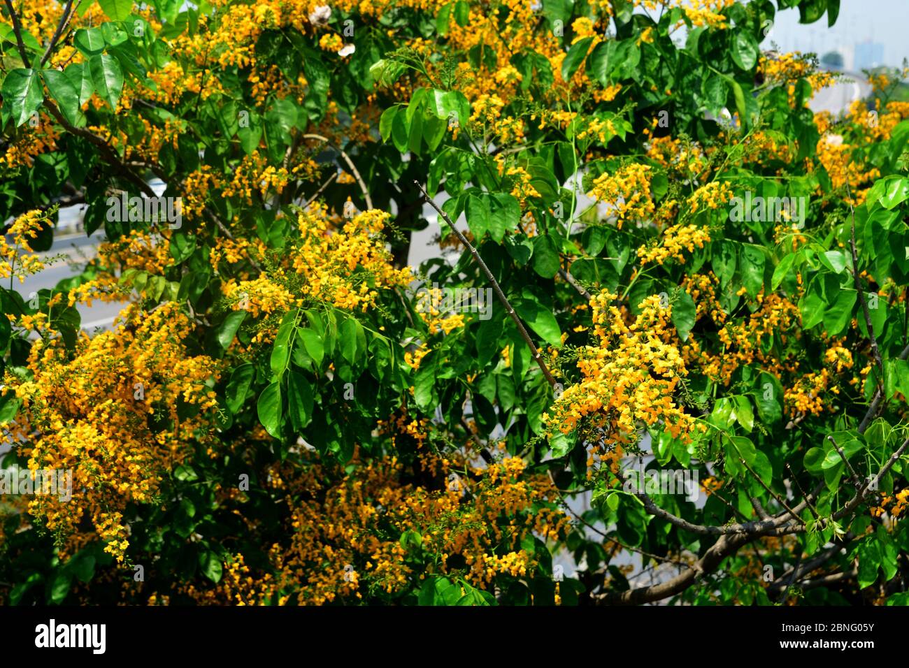 Padauk hi-res stock photography and images - Alamy