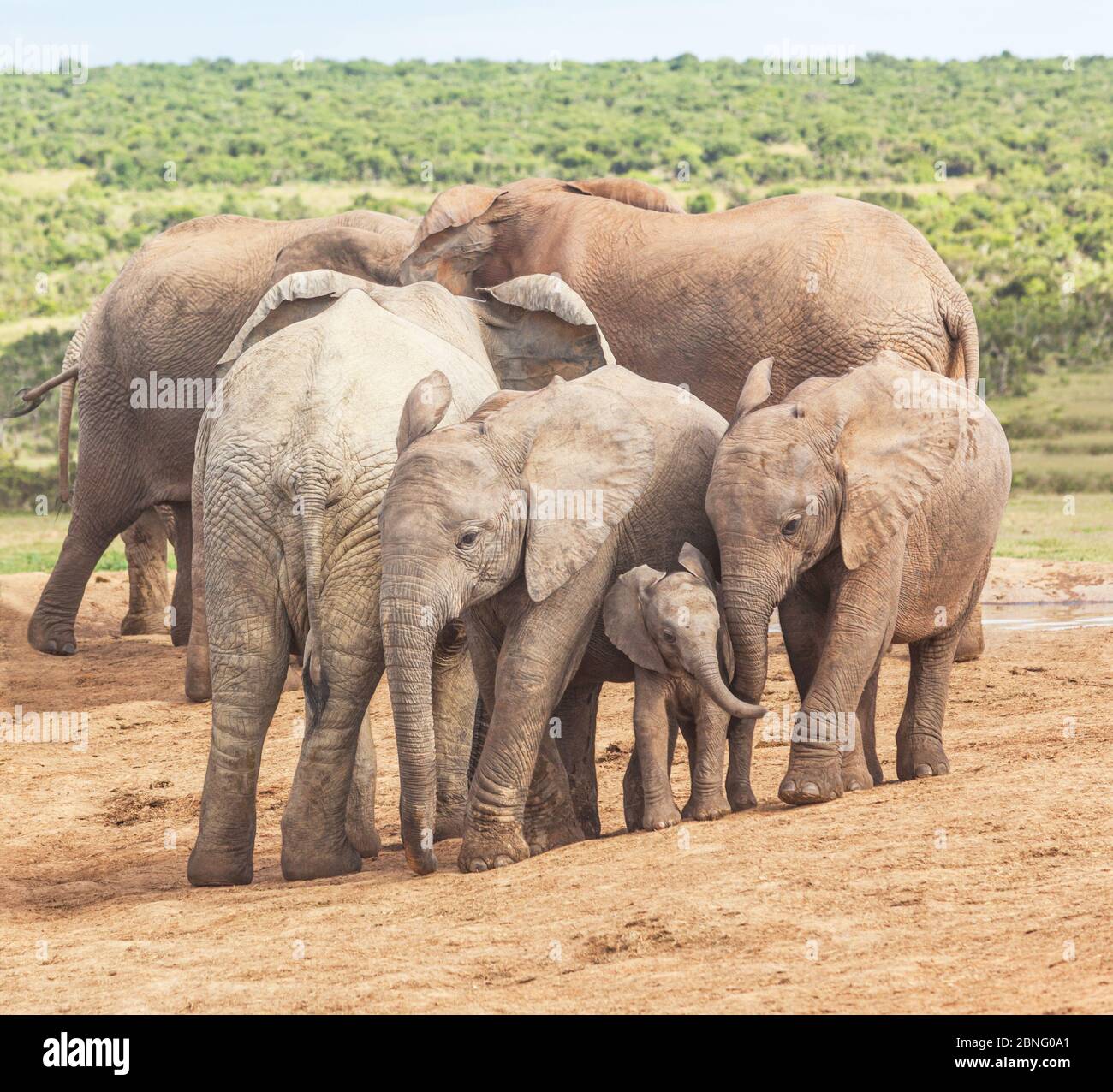 Elephant calves at Hapoor Dam in Addo Elephant National Park, South ...