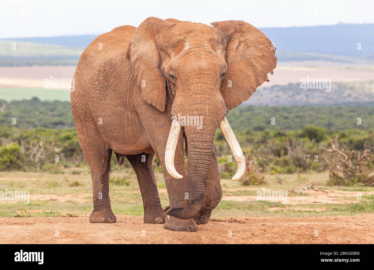A magnificent 'tusker' bull elephant in the Addo Elephant National Park ...