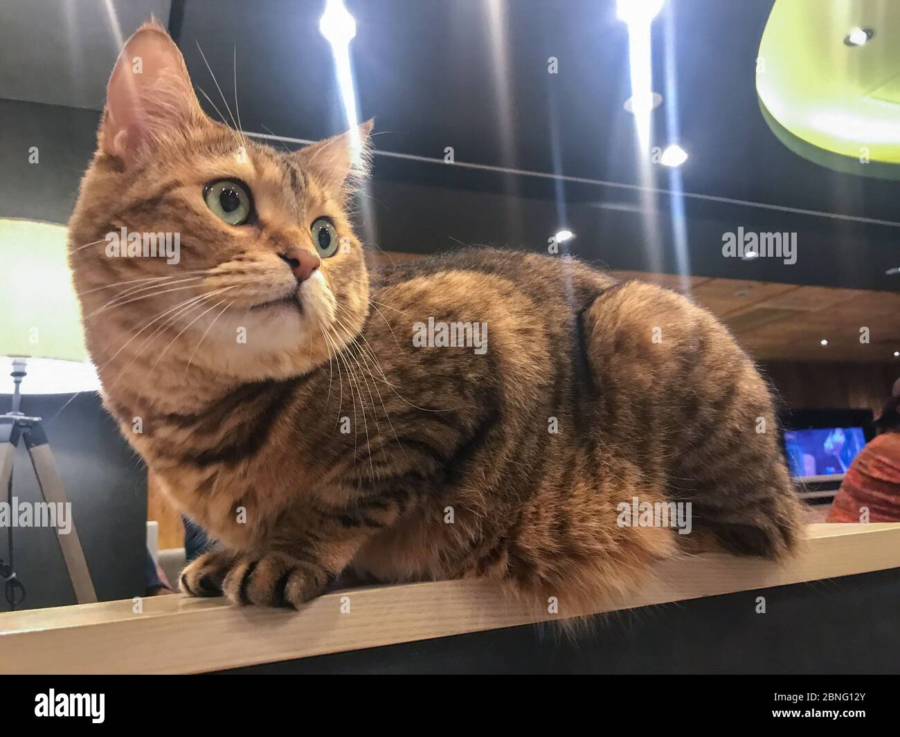 Mocha cat cafe hi-res stock photography and images - Alamy