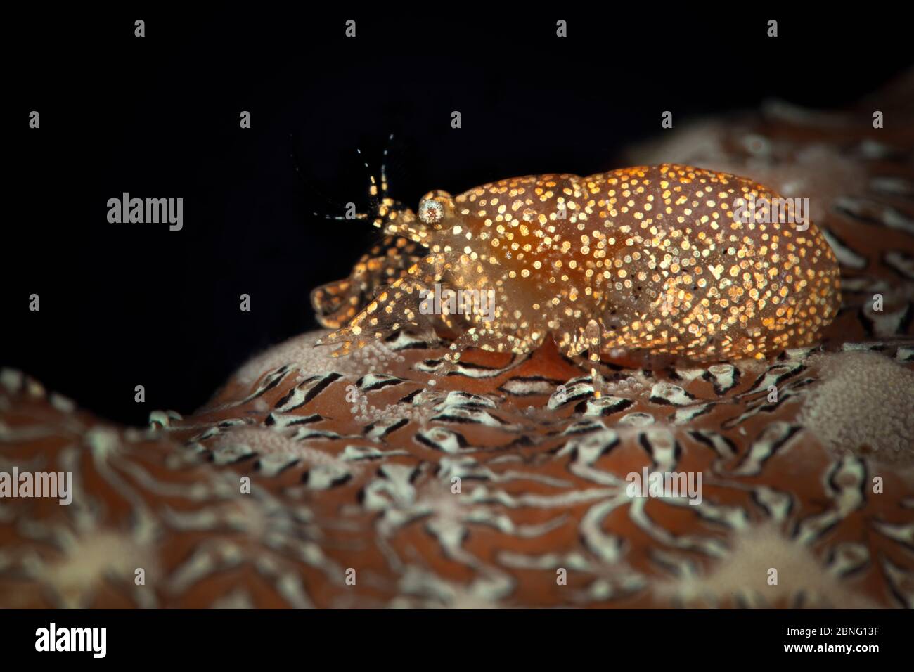 Ascidian Shrimp (Periclimenaeus sp). Underwater macro photography from ...