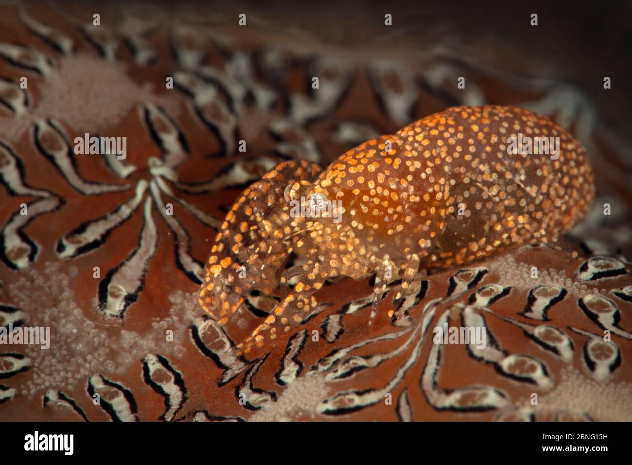 Ascidian Shrimp (Periclimenaeus sp). Underwater macro photography from ...