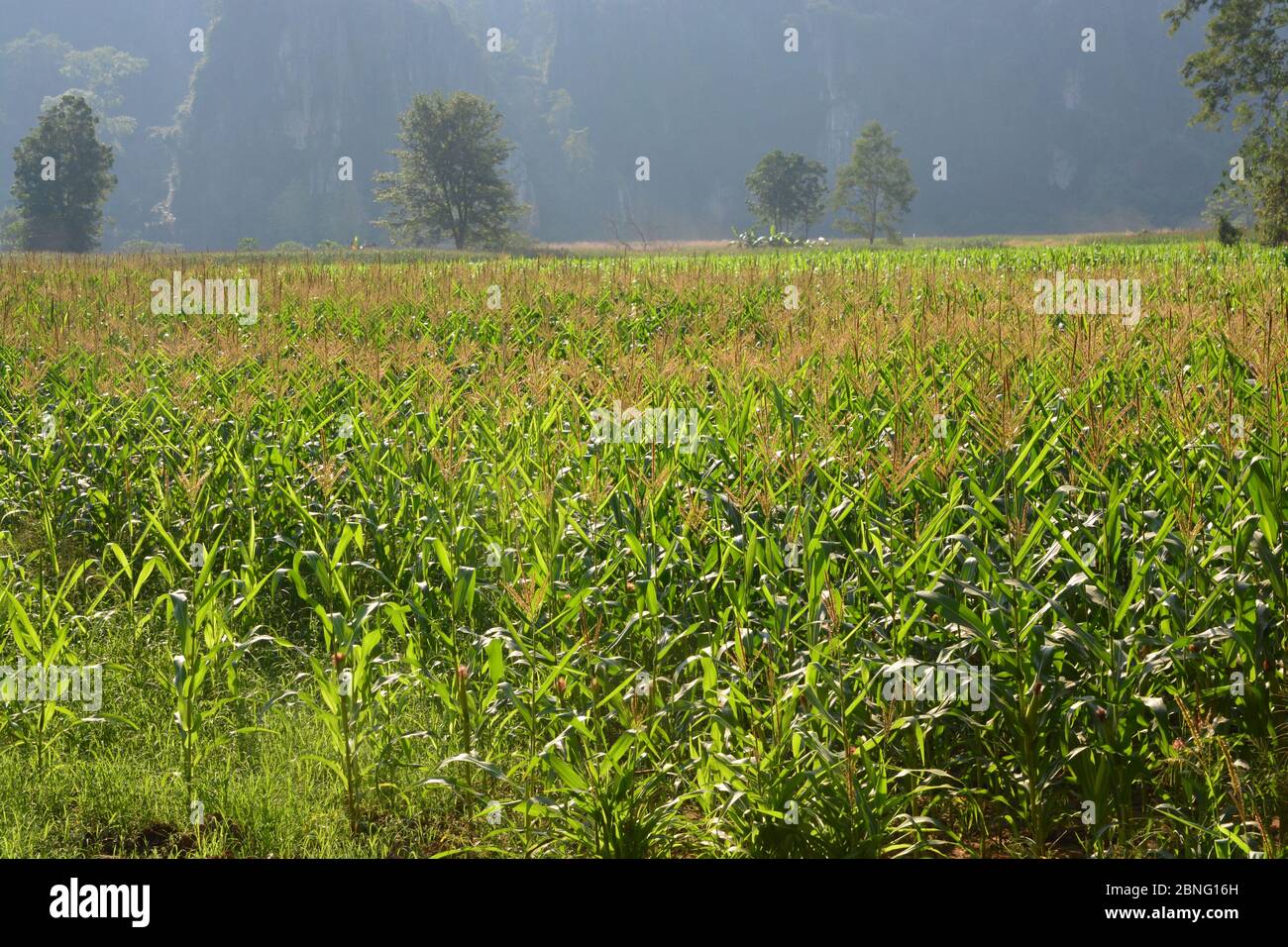 Corn trees farm green field Stock Photo - Alamy