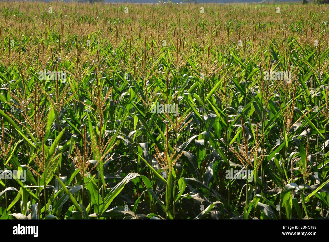 Corn trees farm green field Stock Photo - Alamy